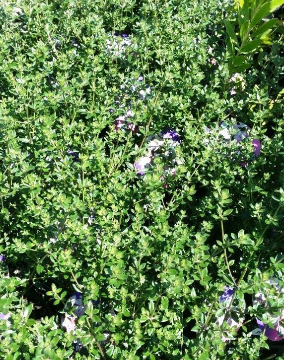 Westringia glabra linifolia Edna Walling Rosemary | Wholesale Nursery ...