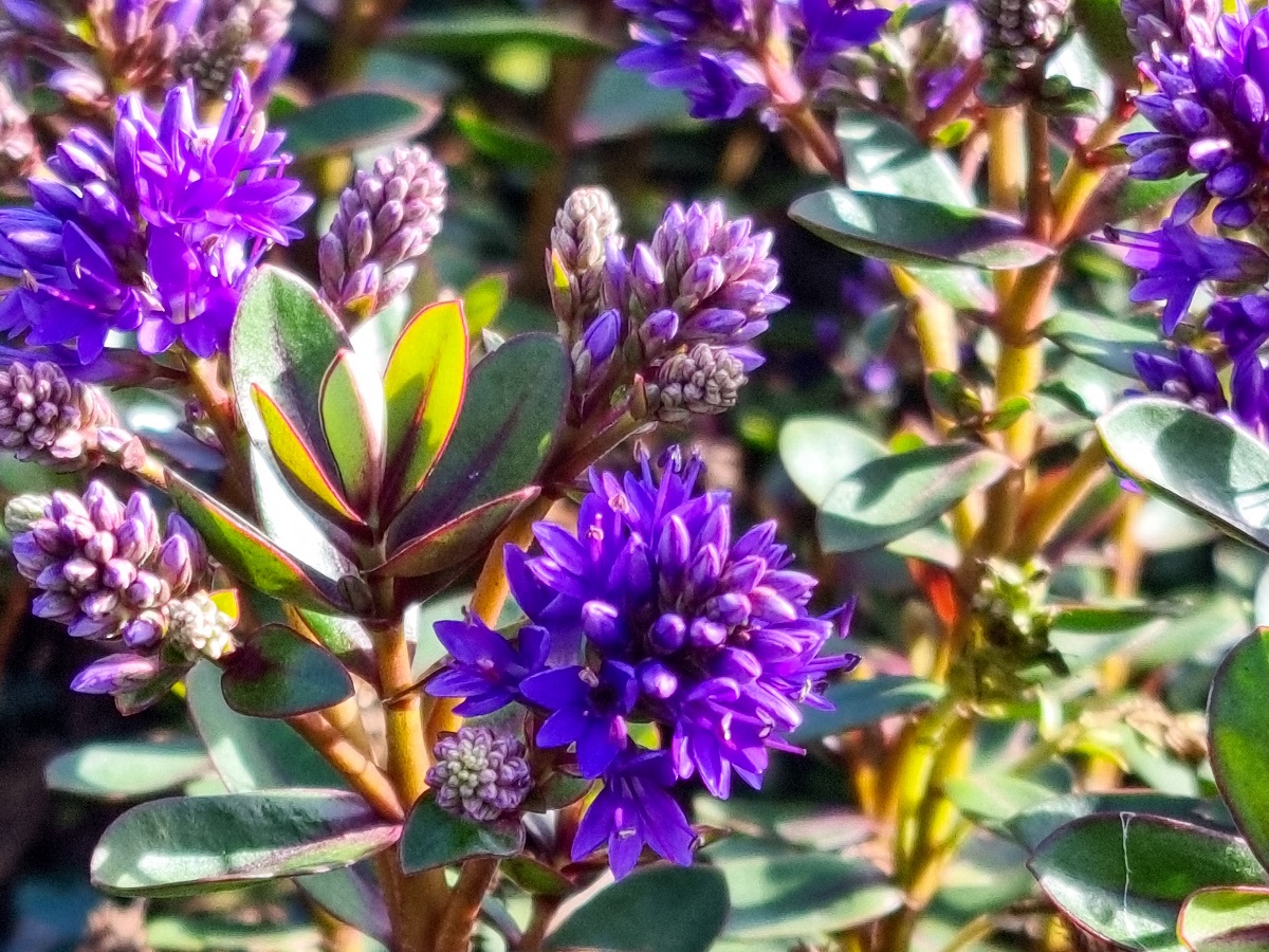 Hebe hybrida Never Ending Glory | Wholesale Nursery - Nurseries in ...