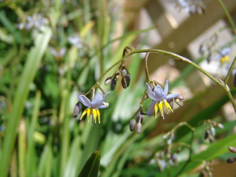 Dianella caerulea Breeze PBR | Wholesale Nursery - Nurseries in ...