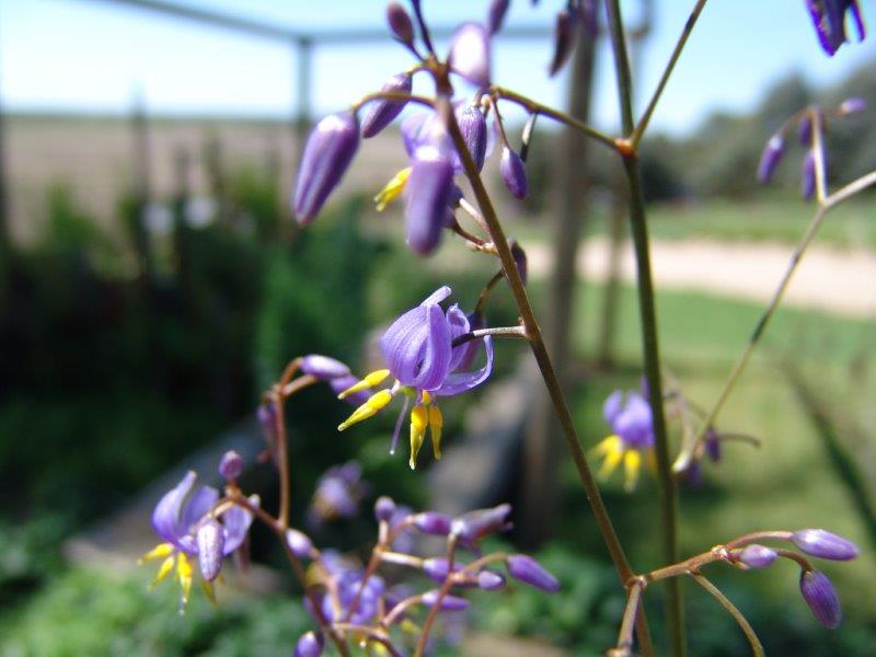 Dianella caerulea Little Jess PBR | Wholesale Nursery - Nurseries in ...