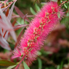 Callistemon hybrida Taree Pink | Wholesale Nursery - Nurseries in ...