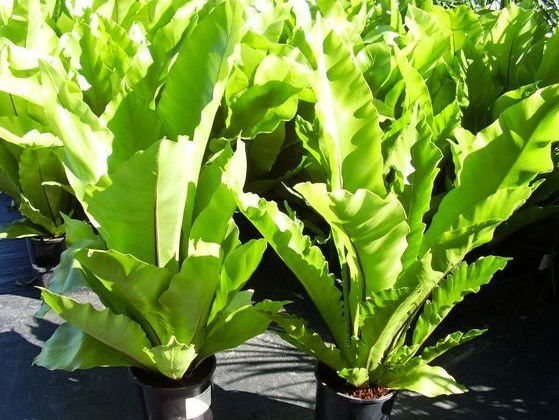 Asplenium nidus | Wholesale Nursery - Nurseries in Melbourne & Brisbane ...