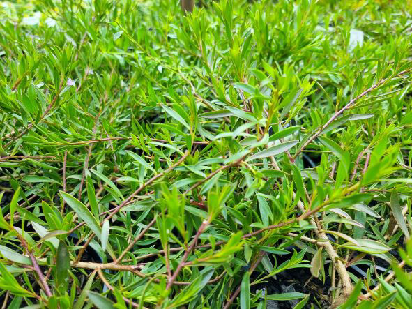 Myoporum insulare Lie Low | Wholesale Nursery - Nurseries in Melbourne ...