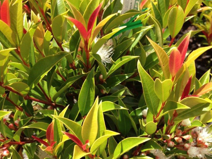 Syzygium australe Winter Lights | Wholesale Nursery - Nurseries in ...