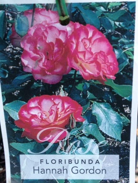 Rosa Hannah Gordon | Wholesale Nursery - Nurseries in Melbourne ...