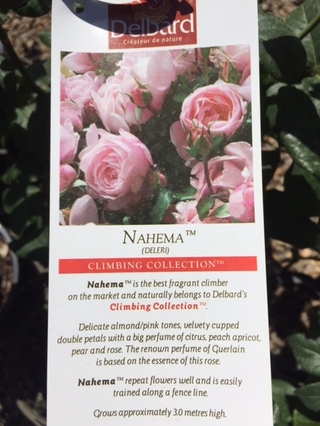 Rosa Nahema | Wholesale Nursery - Nurseries in Melbourne, Sydney ...