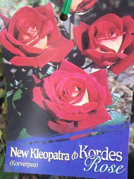 Rosa New Kleopatra | Wholesale Nursery - Nurseries in Melbourne ...