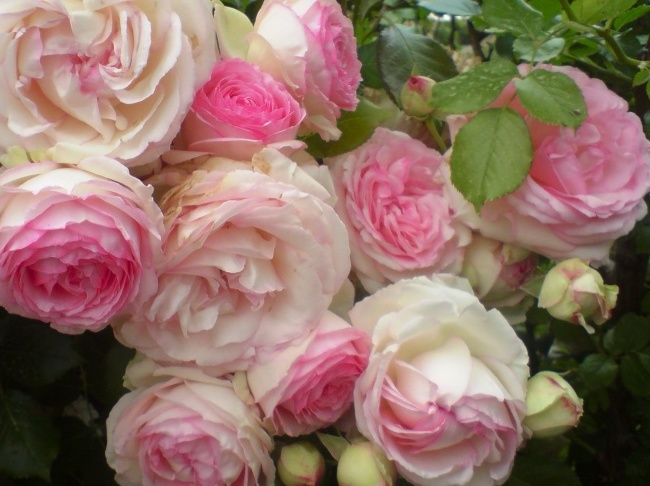 Rosa Pierre De Ronsard | Wholesale Nursery - Nurseries in Melbourne ...