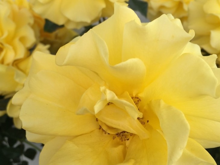 Rosa The Golden Child | Wholesale Nursery - Nurseries in Melbourne ...