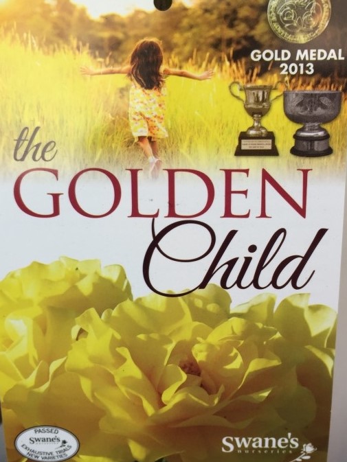 Rosa The Golden Child | Wholesale Nursery - Nurseries in Melbourne ...