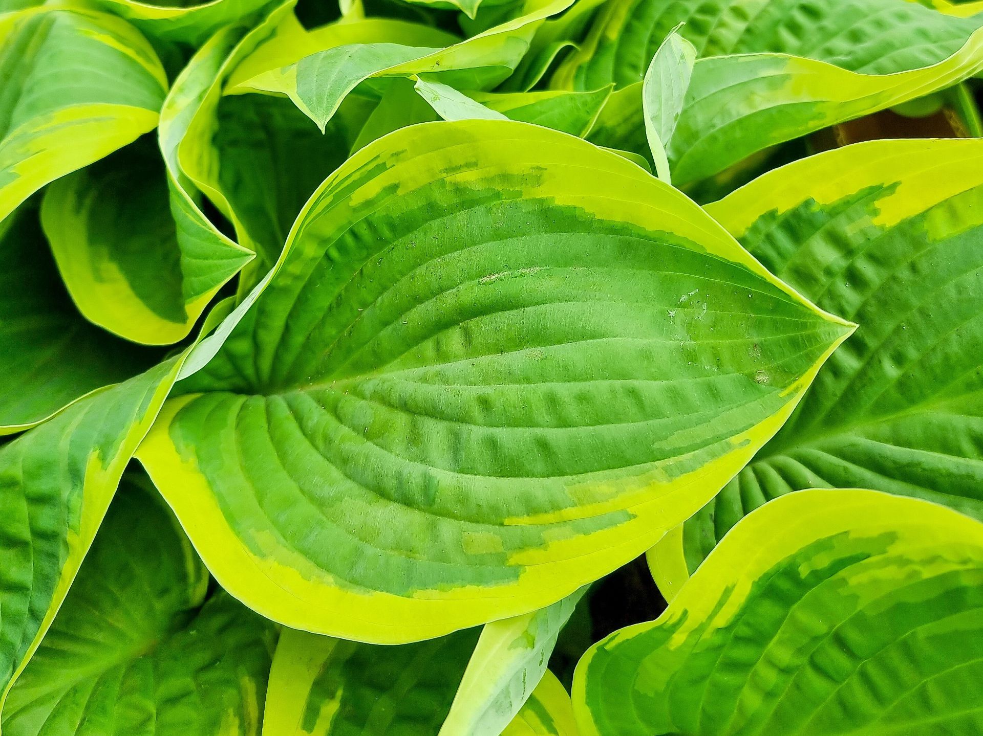 Hosta hybrida Wide Brim | Wholesale Nursery - Nurseries in Melbourne ...