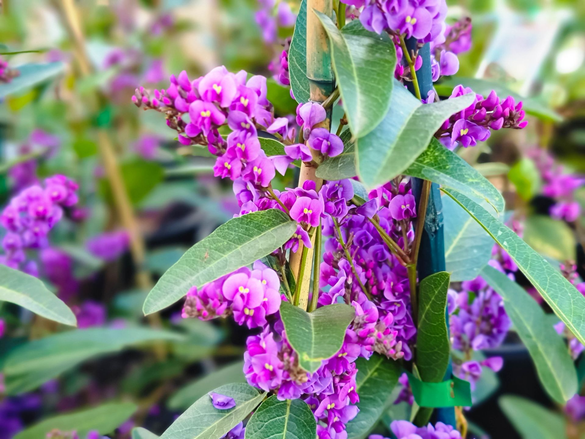 Hardenbergia violacea Happy Wanderer | Wholesale Nursery - Nurseries in ...