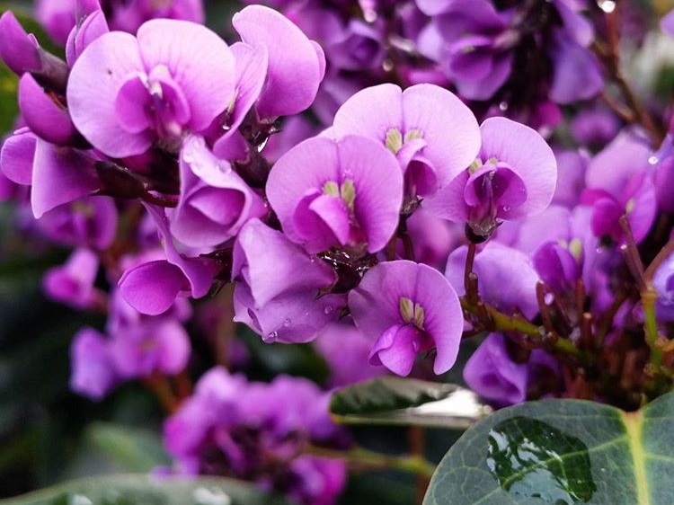 Hardenbergia violacea Happy Wanderer | Wholesale Nursery - Nurseries in ...