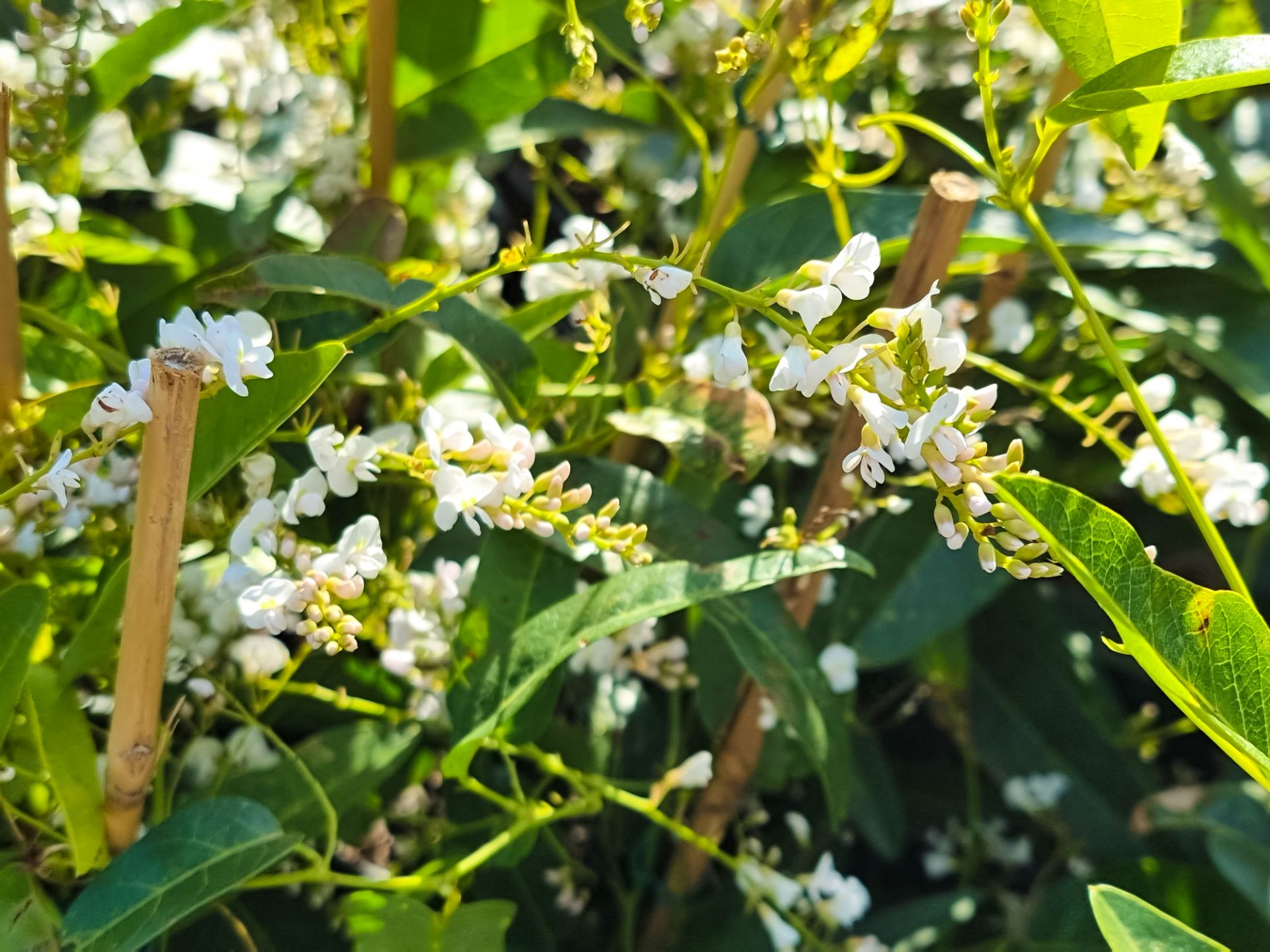 Hardenbergia violacea White Out | Wholesale Nursery - Nurseries in ...