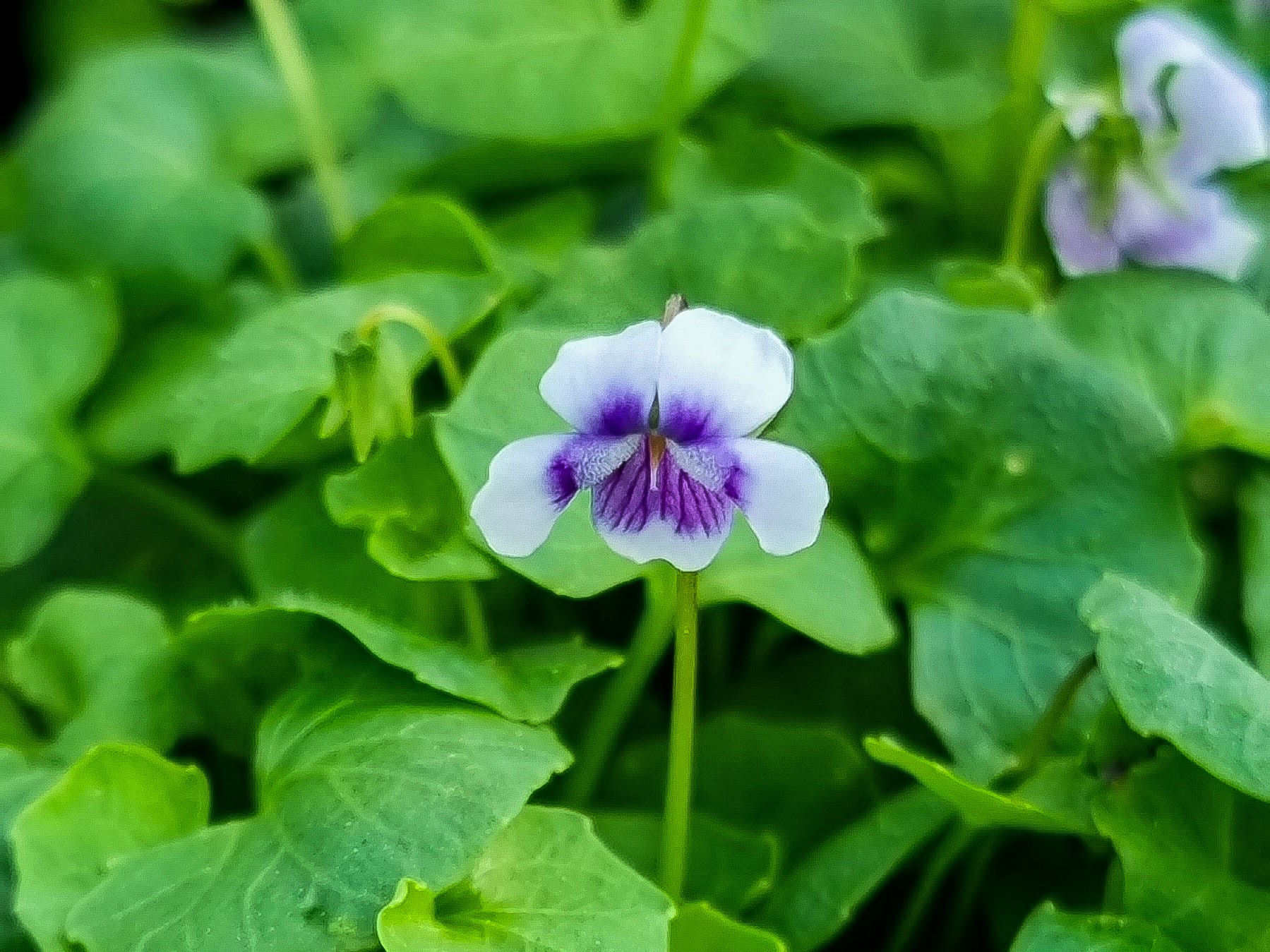 Viola hederacea | Wholesale Nursery - Nurseries in Melbourne & Brisbane ...