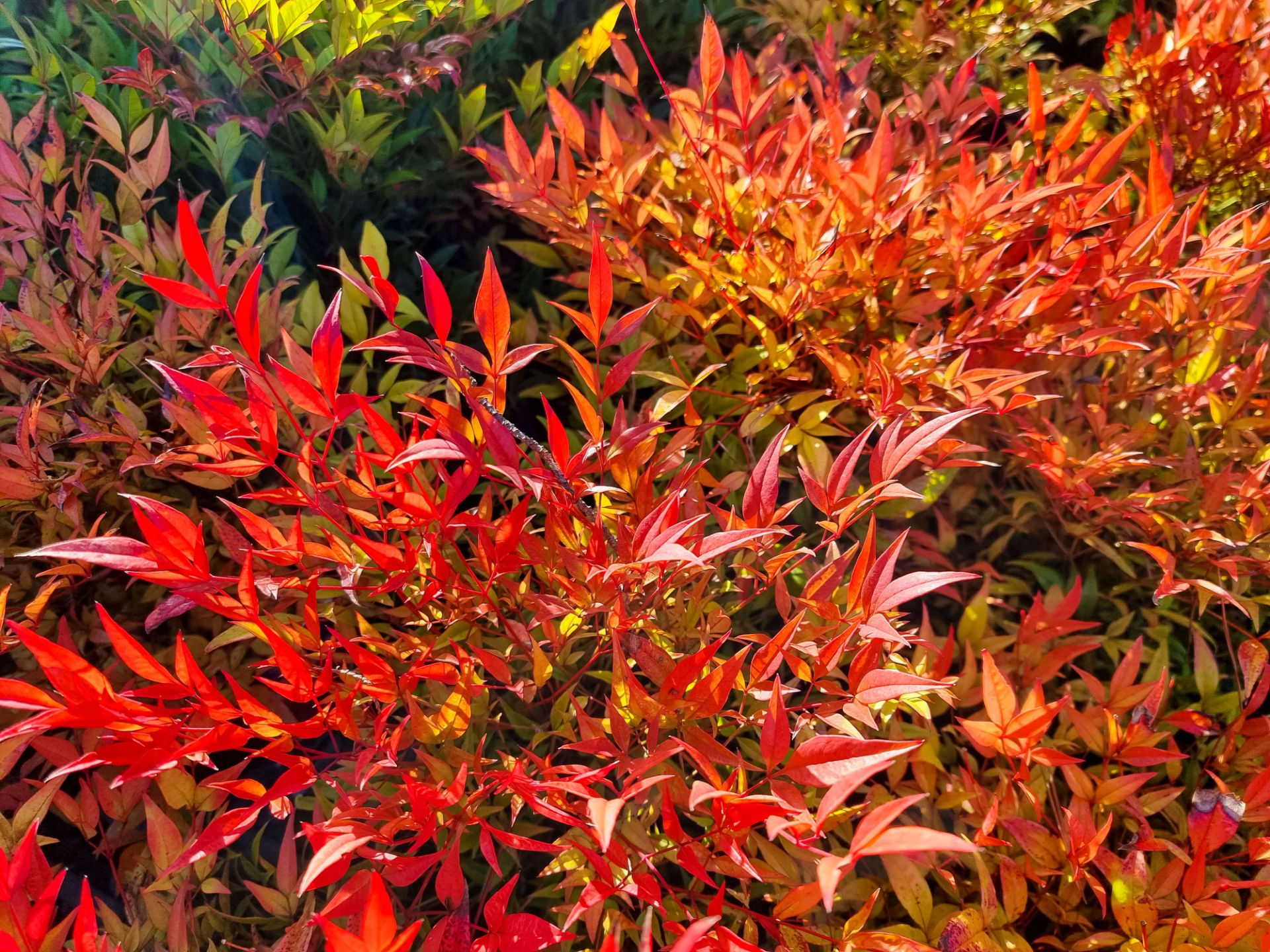 Nandina domestica Moon Bay | Wholesale Nursery - Nurseries in Melbourne ...