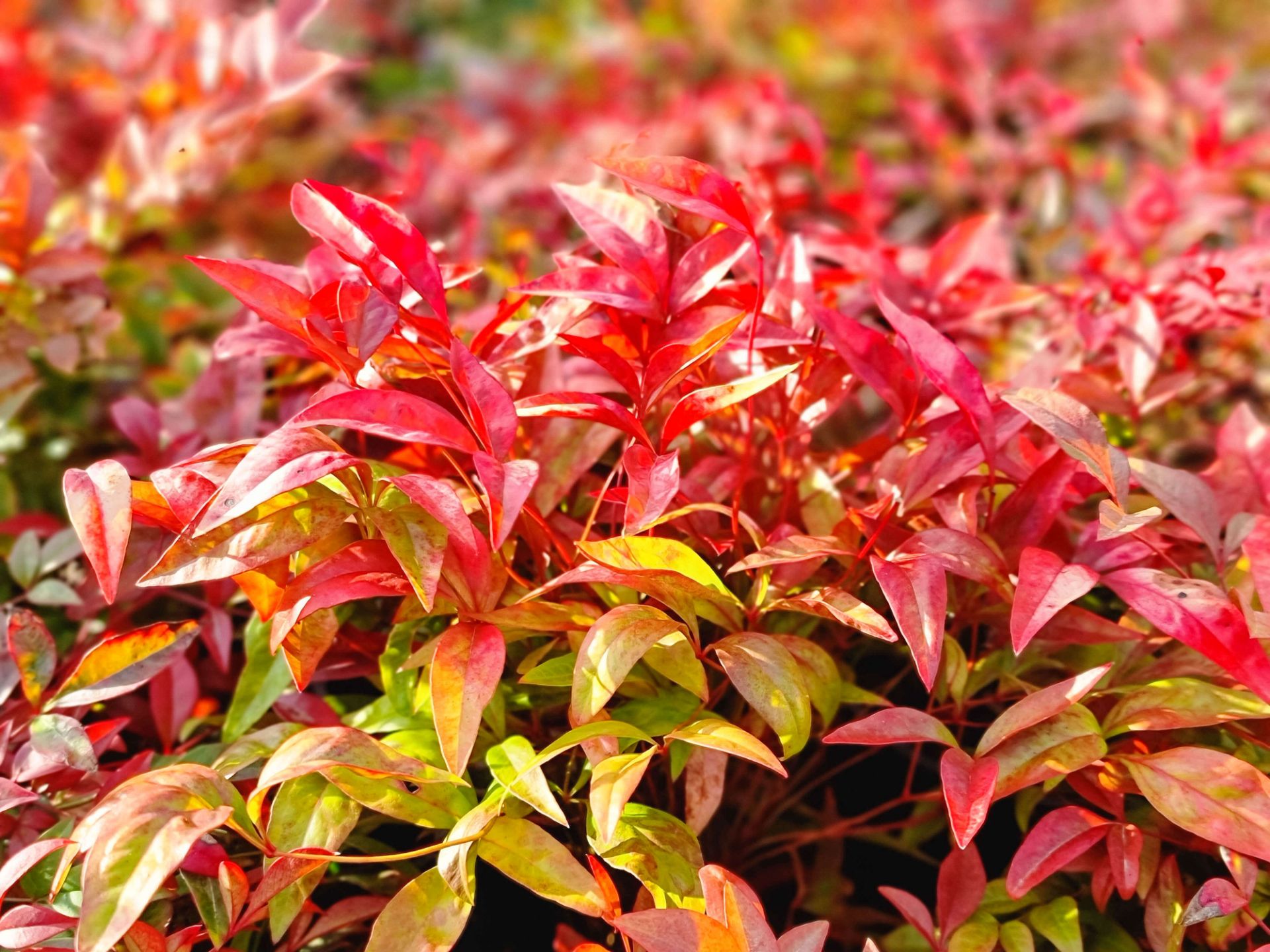 Nandina domestica Obsession PBR | Wholesale Nursery - Nurseries in ...