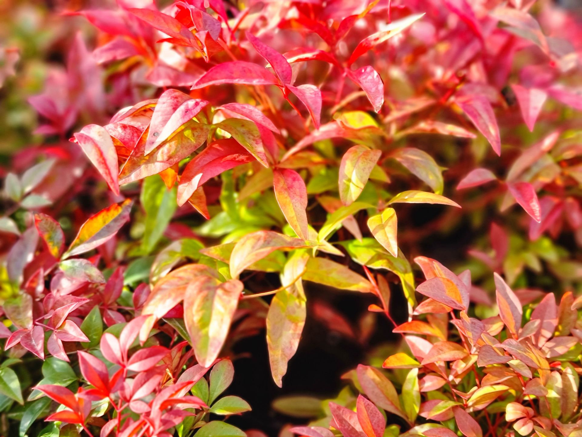Nandina domestica Obsession | Wholesale Nursery - Nurseries in ...