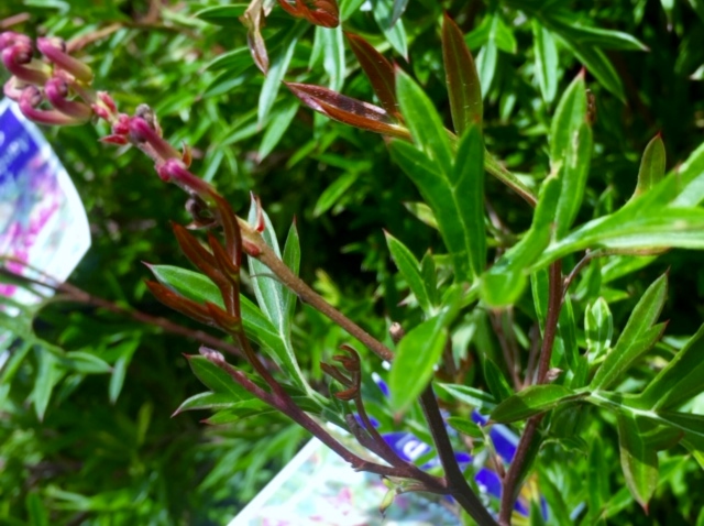 Grevillea hybrida Rowdy | Wholesale Nursery - Nurseries in Melbourne ...