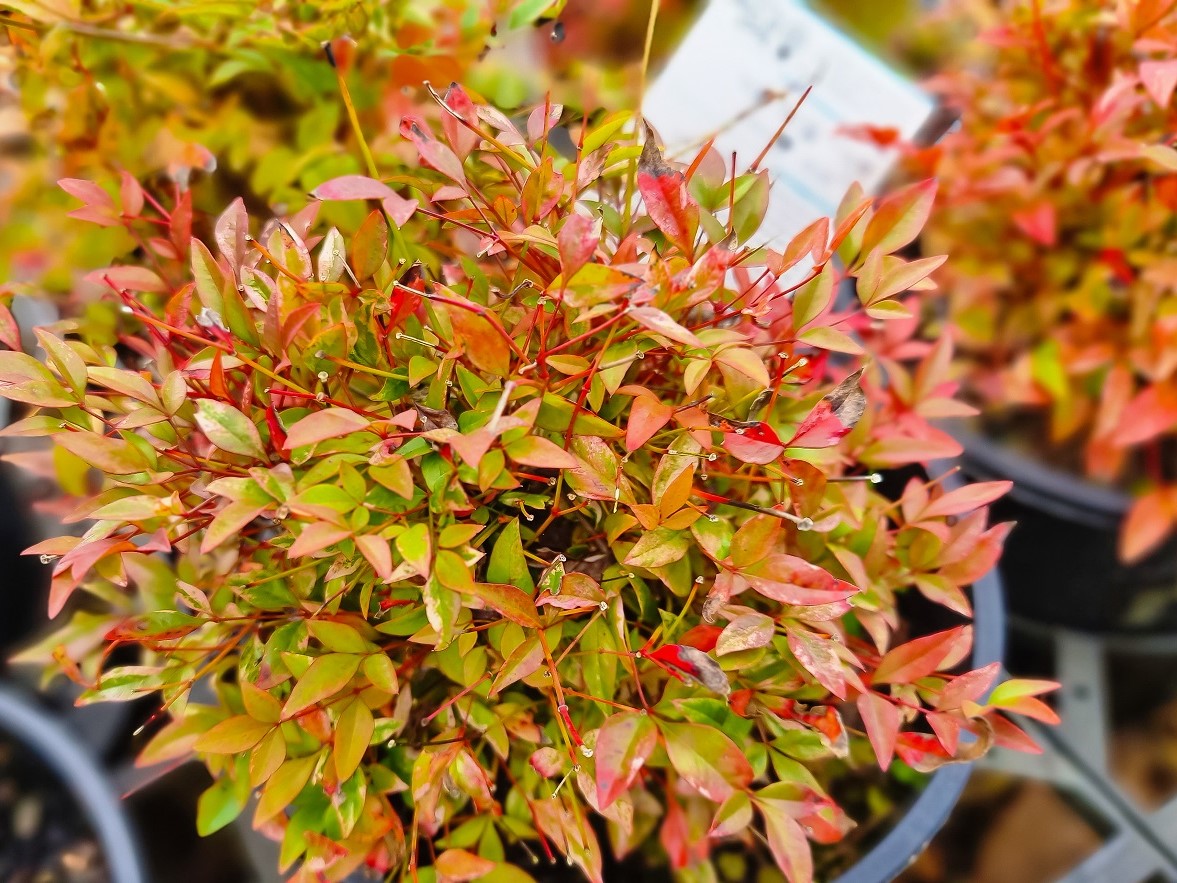 Nandina domestica Twilight | Wholesale Nursery - Nurseries in Melbourne ...