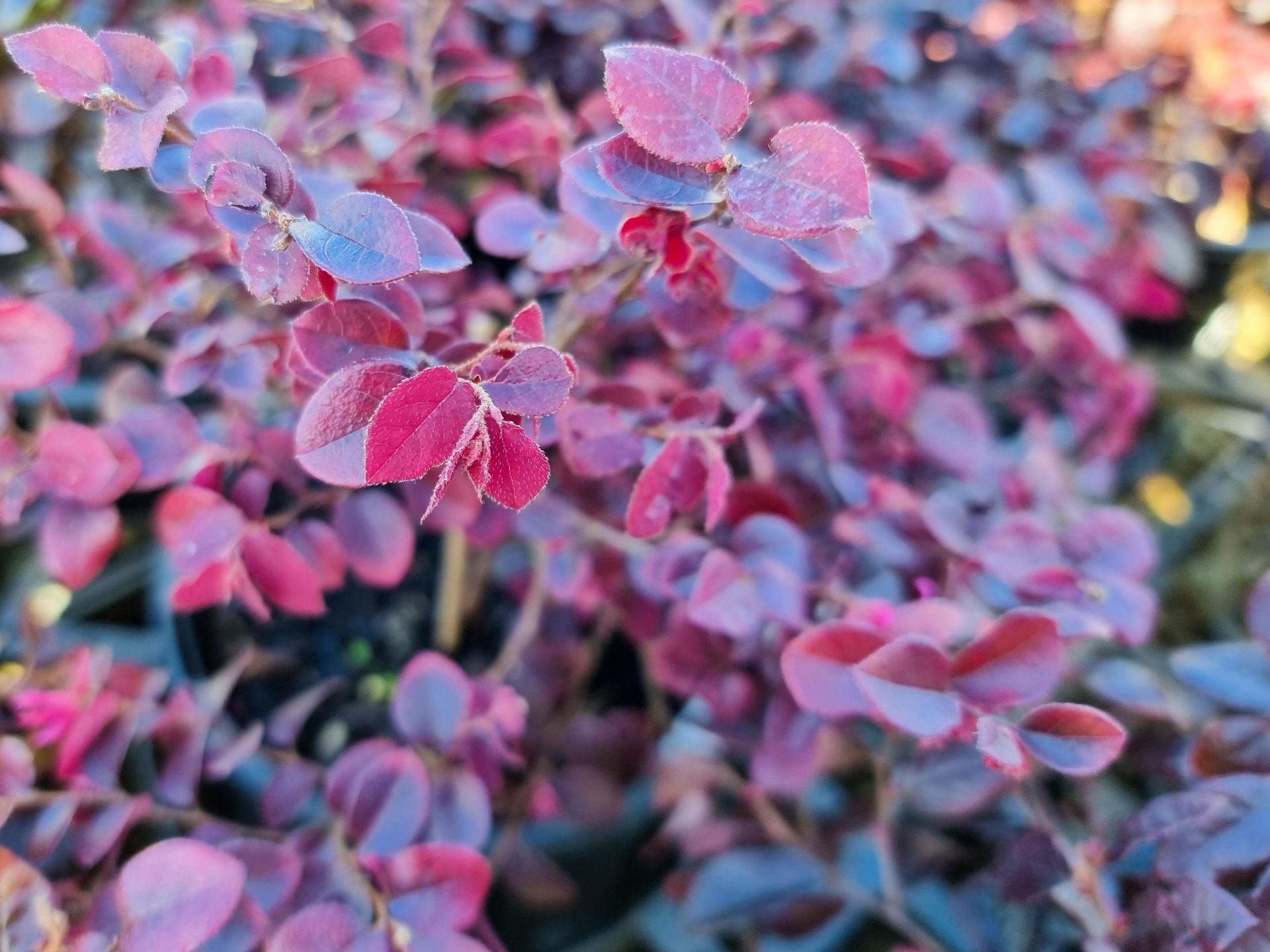 Loropetalum chinense Bobz Red | Wholesale Nursery - Nurseries in ...