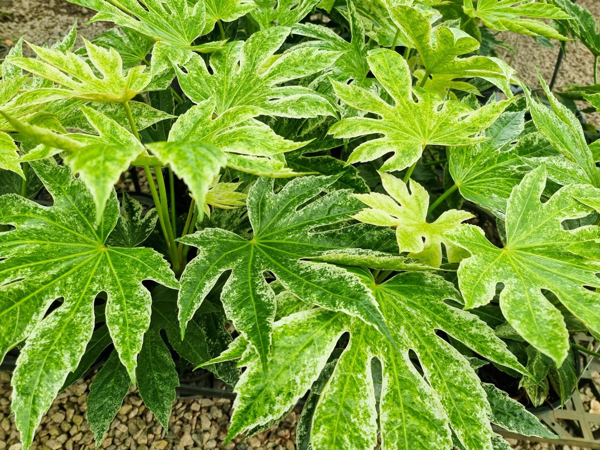 Fatsia japonica Spiders Web | Wholesale Nursery - Nurseries in ...