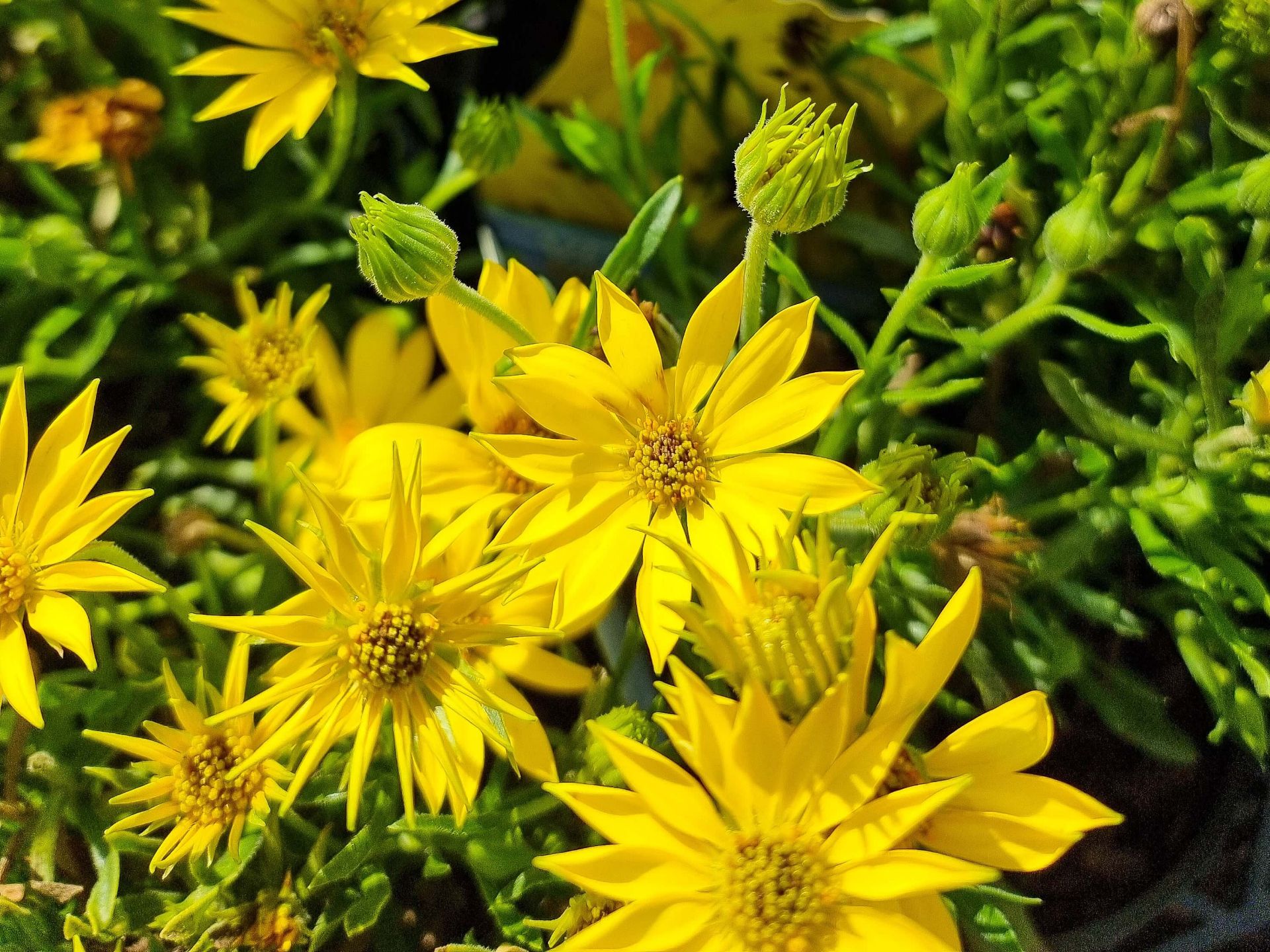 Osteospermum ecklonis Voltage Yellow | Wholesale Nursery - Nurseries in ...