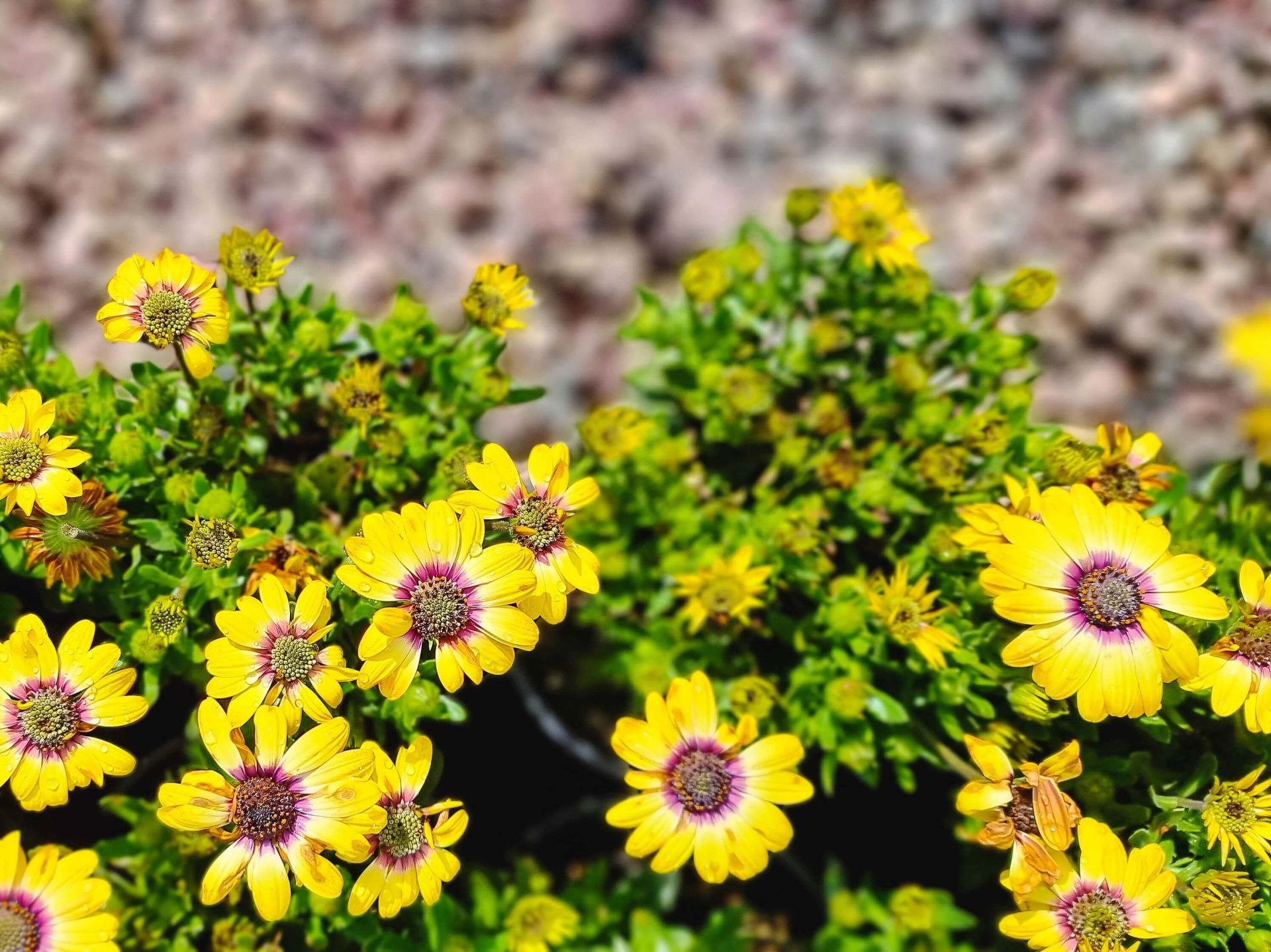 Osteospermum ecklonis Blue Eyed Beauty | Wholesale Nursery - Nurseries ...