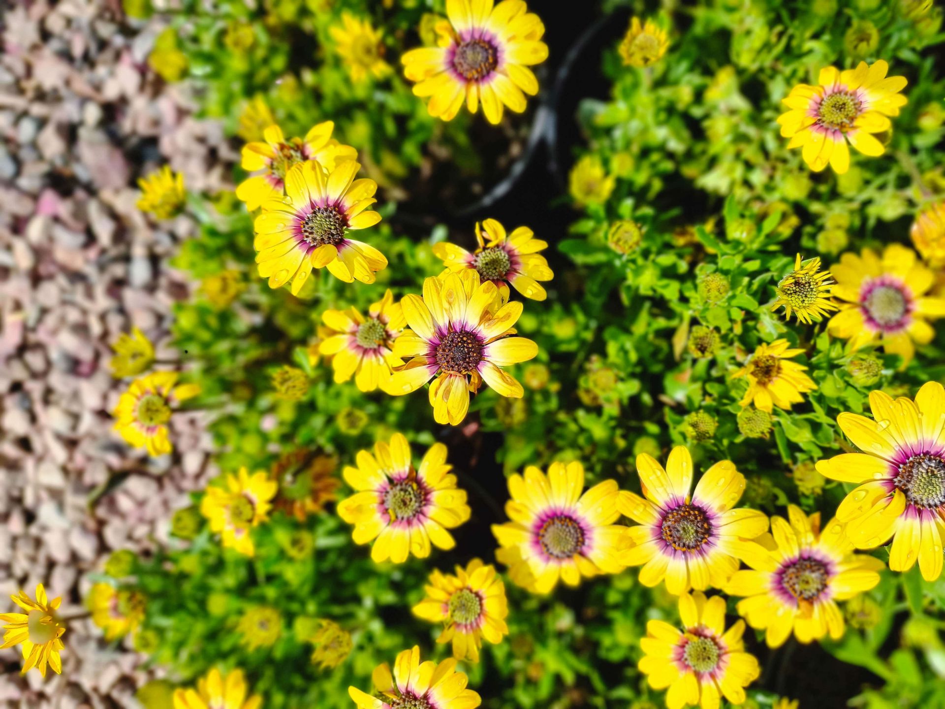Osteospermum ecklonis Blue Eyed Beauty | Wholesale Nursery - Nurseries ...