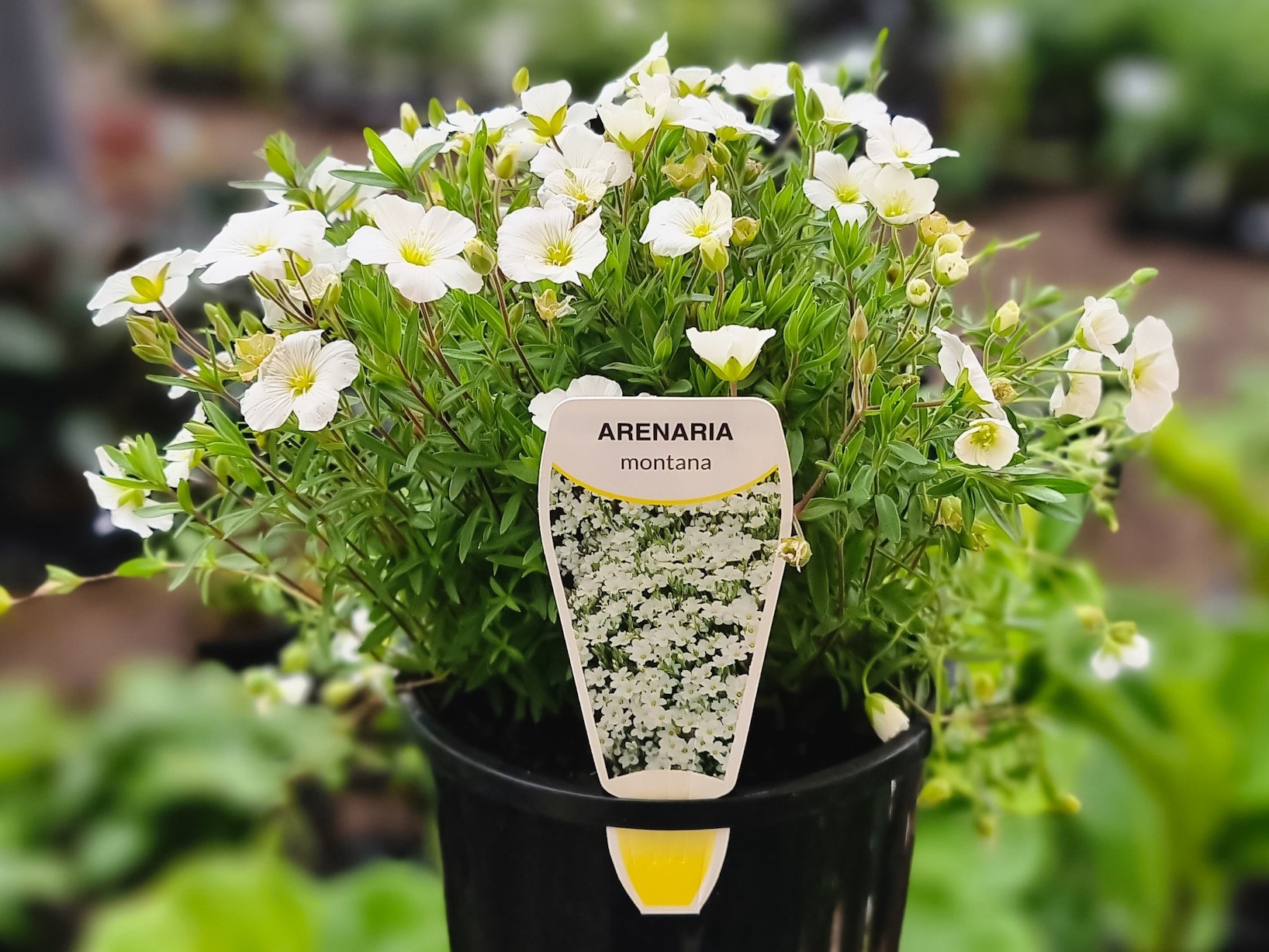 Arenaria montana | Wholesale Nursery - Nurseries in Melbourne, Sydney ...