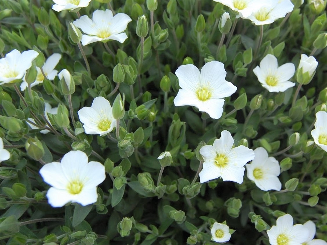 Arenaria montana | Wholesale Nursery - Nurseries in Melbourne, Sydney ...