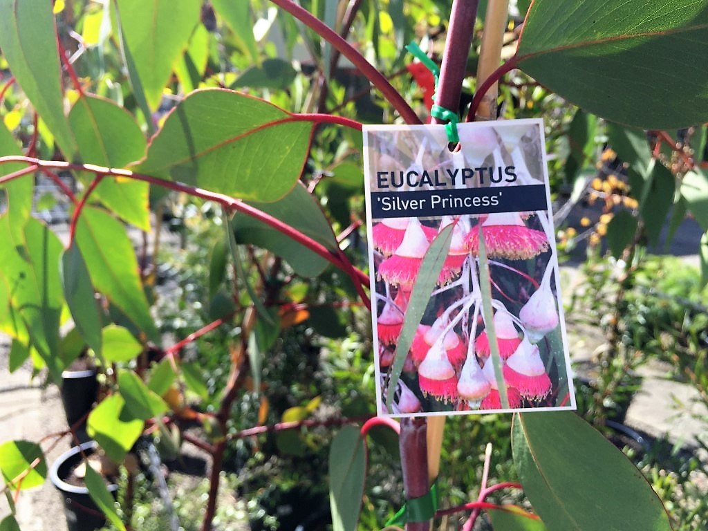 Eucalyptus caesia Silver Princess | Wholesale Nursery - Nurseries in ...