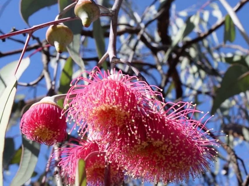 Eucalyptus caesia Silver Princess | Wholesale Nursery - Nurseries in ...
