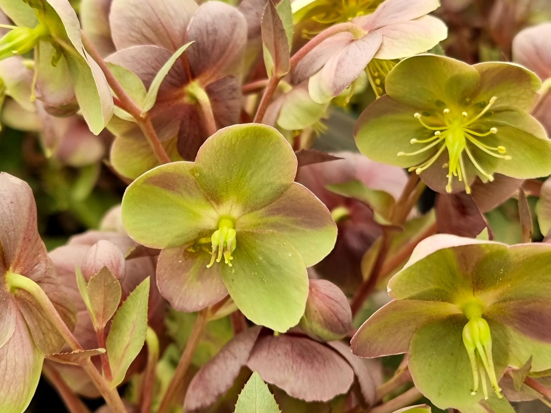 Helleborus sternii Hot Flash | Wholesale Nursery - Nurseries in ...