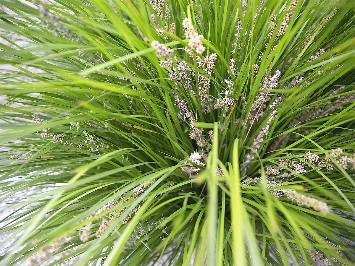 Lomandra longifolia Tanika PBR | Wholesale Nursery - Nurseries in ...