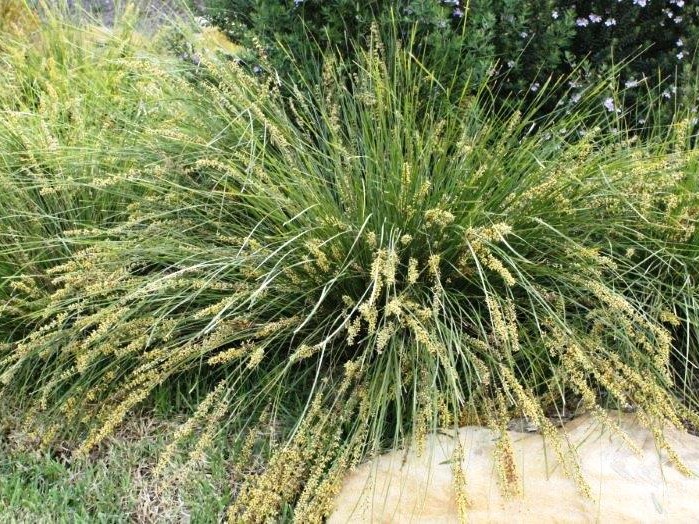 Lomandra fluviatilis Shara PBR | Wholesale Nursery - Nurseries in ...