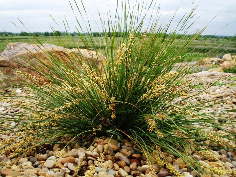 Lomandra fluviatilis Shara PBR | Wholesale Nursery - Nurseries in ...