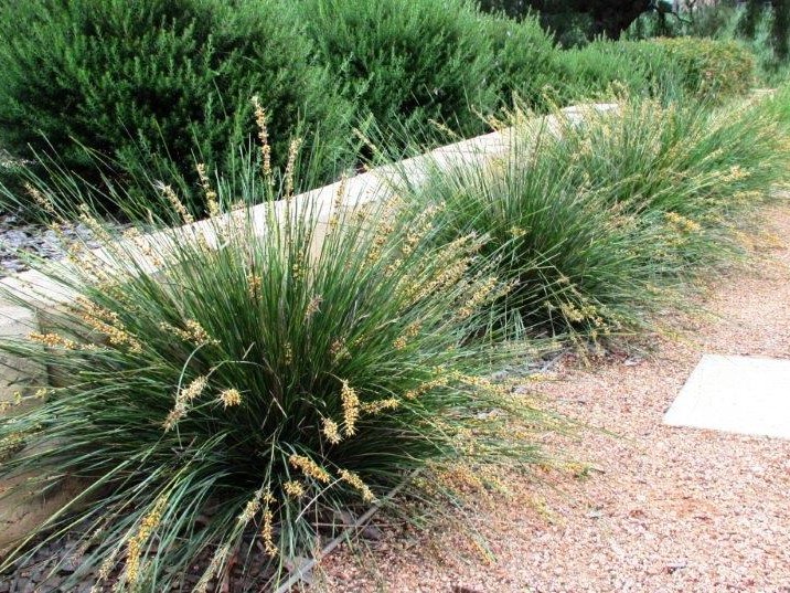 Lomandra fluviatilis Shara PBR | Wholesale Nursery - Nurseries in ...