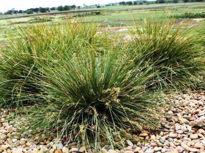 Lomandra fluviatilis Shara PBR | Wholesale Nursery - Nurseries in ...