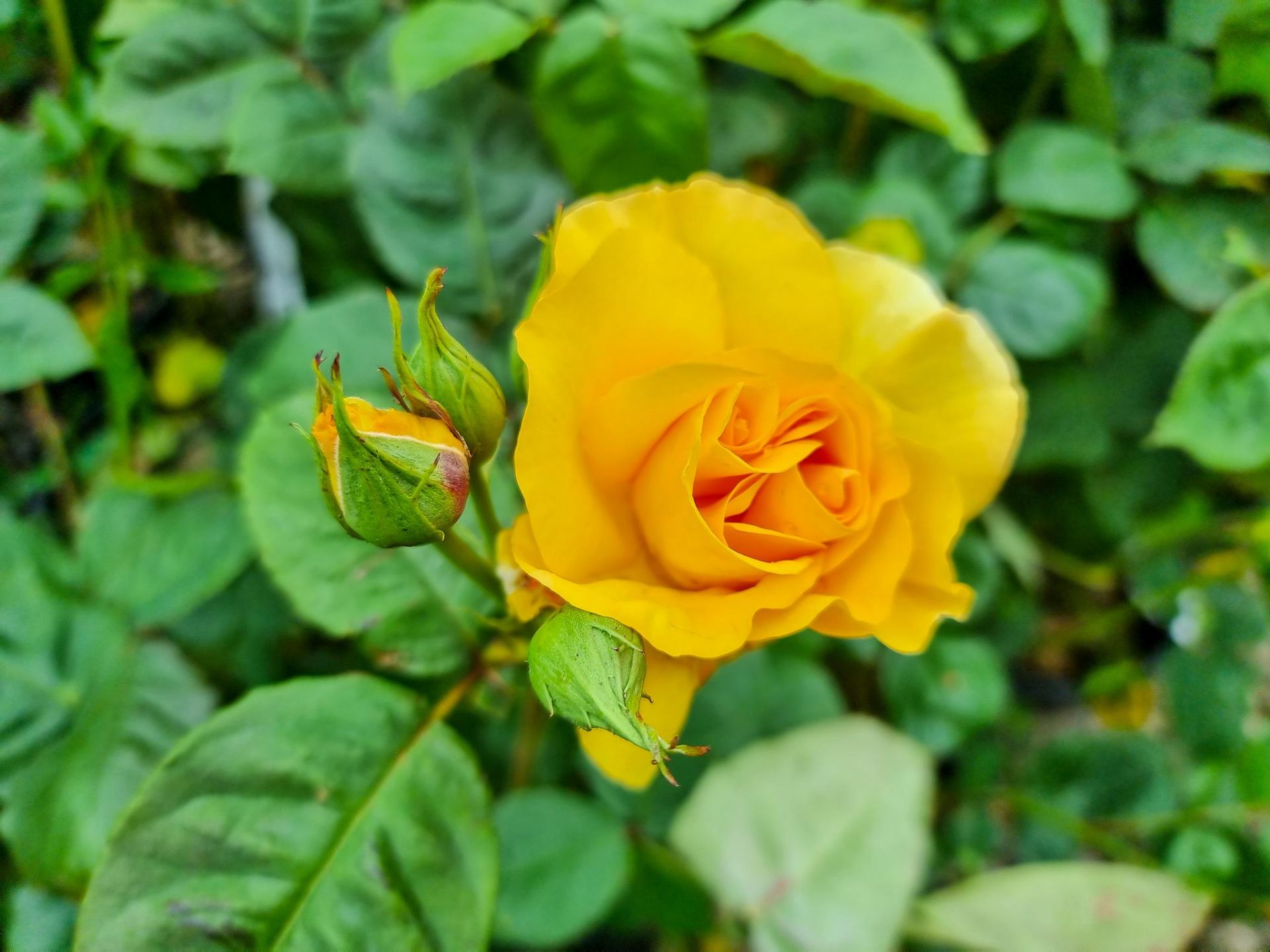 Rosa Skeeter | Wholesale Nursery - Nurseries in Melbourne, Sydney ...