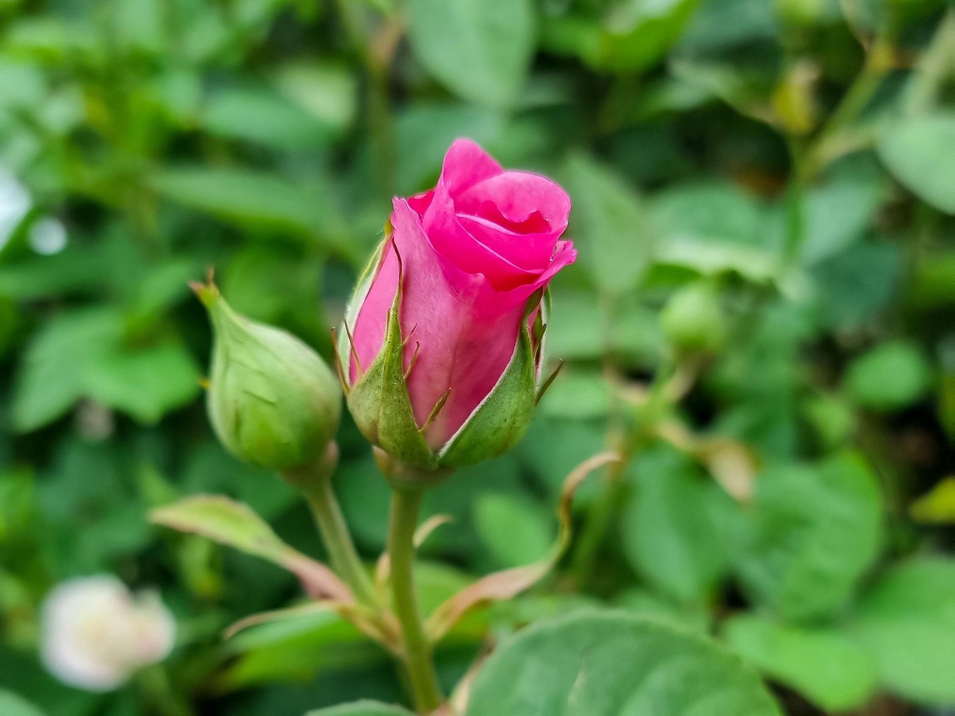 Rosa Spring Picnic | Wholesale Nursery - Nurseries in Melbourne ...