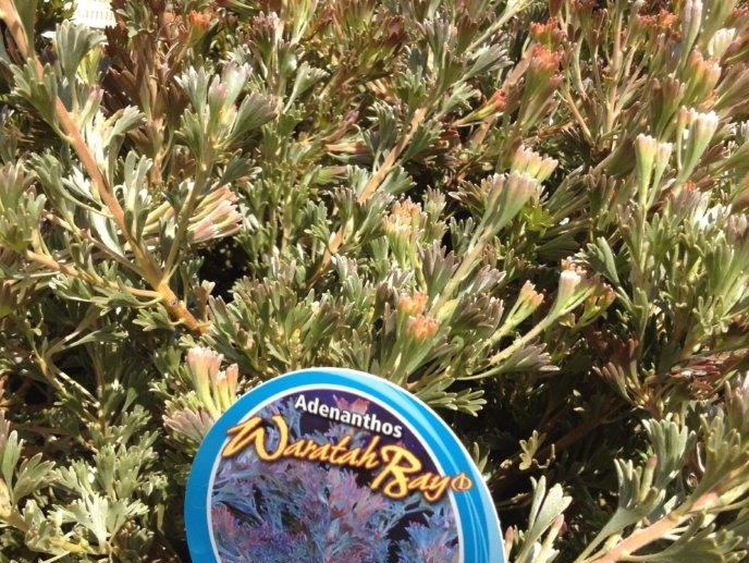 Adenanthos cuneatus cunninghami Waratah Bay | Wholesale Nursery ...