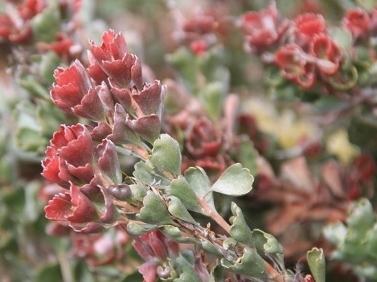 Adenanthos cuneatus | Wholesale Nursery - Nurseries in Melbourne ...