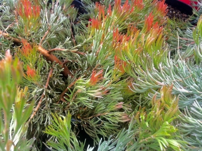 Adenanthos cunninghamii | Wholesale Nursery - Nurseries in Melbourne ...