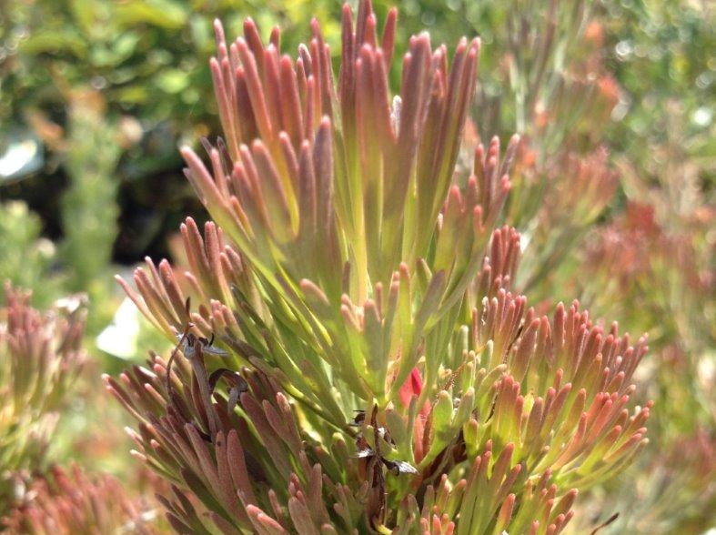 Adenanthos cunninghamii Upright Form | Wholesale Nursery - Nurseries in ...