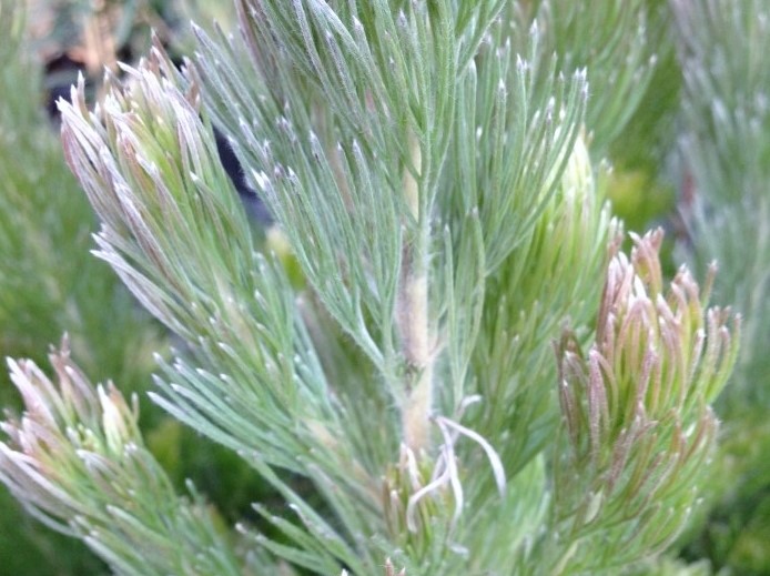 Adenanthos sericeus Baby Woolly Bush | Wholesale Nursery - Nurseries in ...