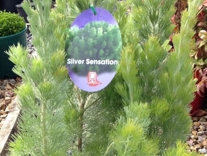 Adenanthos sericeus Silver Sensation | Wholesale Nursery - Nurseries in ...