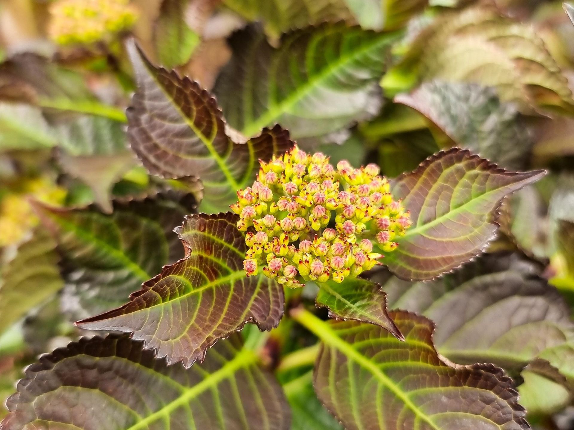 Hydrangea macrophylla Tuxedo Pink | Wholesale Nursery - Nurseries in ...