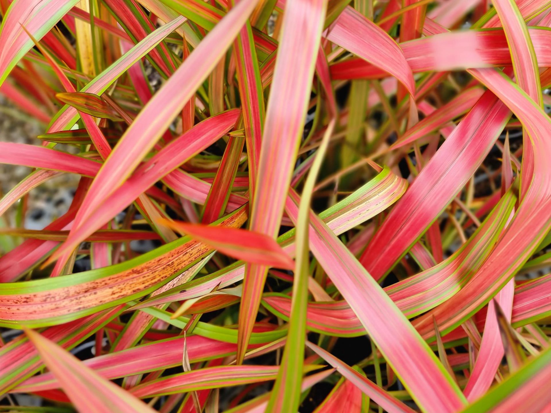Phormium hybrida Jester | Wholesale Nursery - Nurseries in Melbourne ...