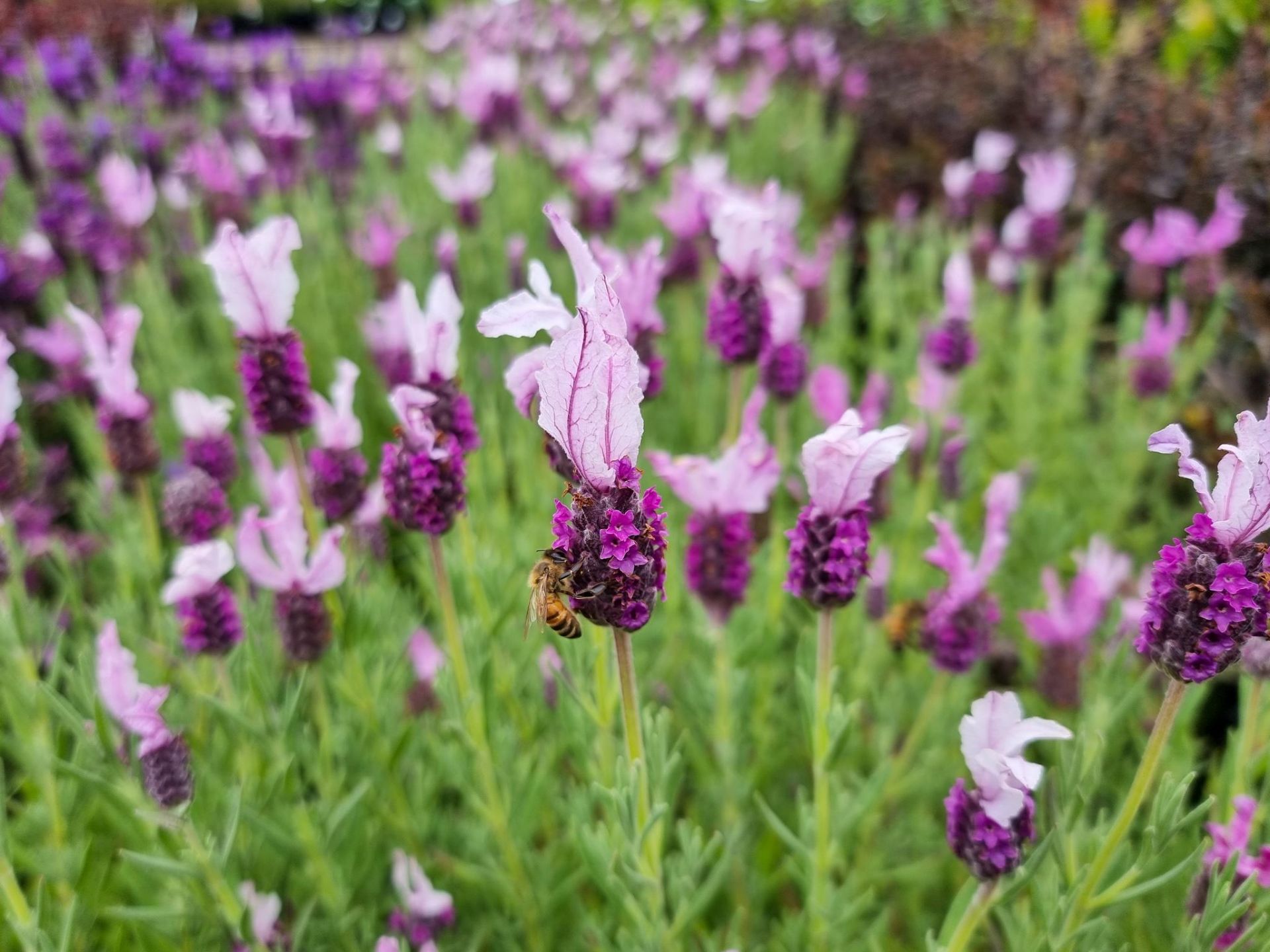 Lavandula pedunculata Pink Queen | Wholesale Nursery - Nurseries in ...